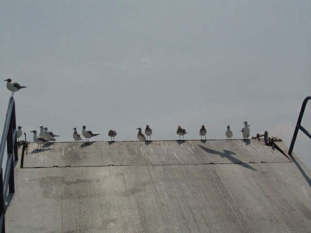 Alabama - Fort Morgan Ferry