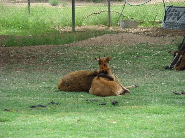 Arizona - Phoenix - Wildlife World Zoo