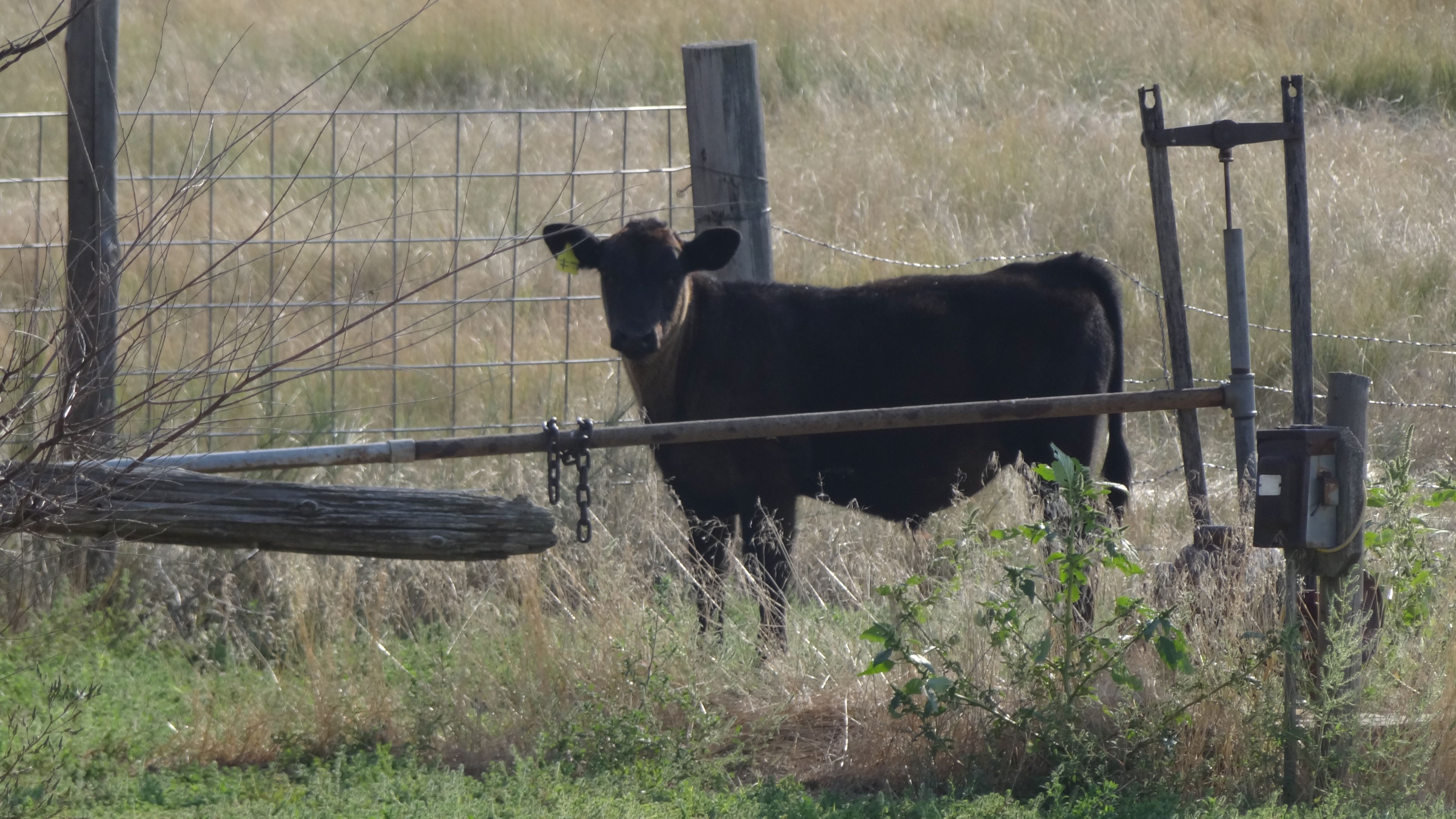 How To Keep Cow From Jumping Fence at Emily Armytage blog