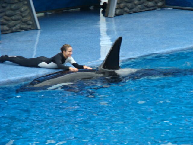 Florida - Orlando - Sea World - Shamu