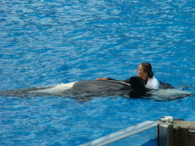 Florida - Orlando - Sea World - Shamu