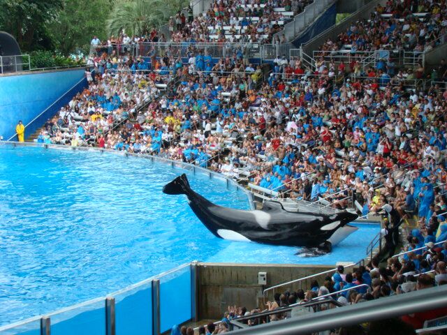 Florida - Orlando - Sea World - Shamu