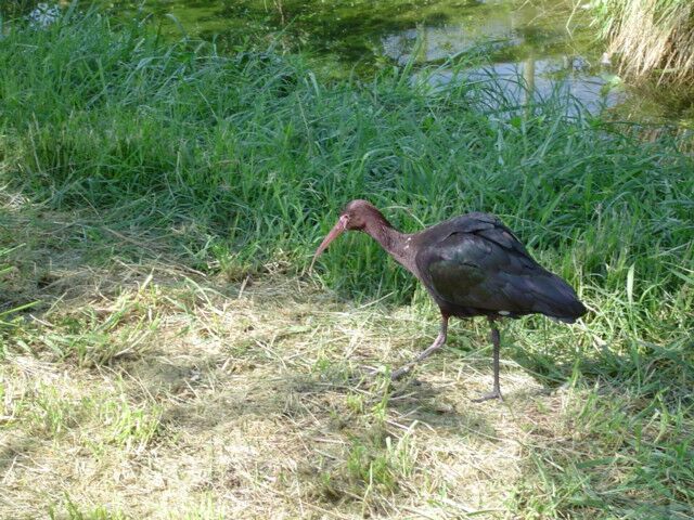 Kansas - Wichita - Sedgwick County Zoo