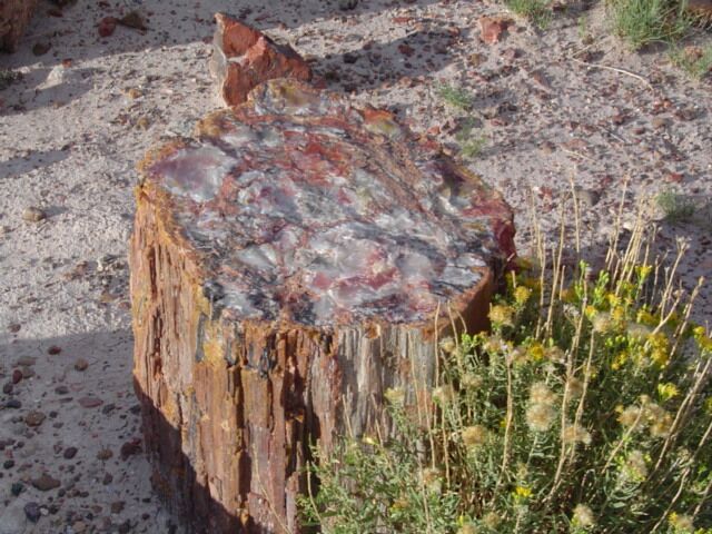 New Mexico - Petrified Forest National Park