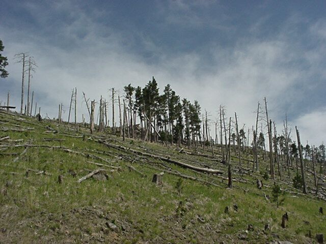 South Dakota - Custer State Park