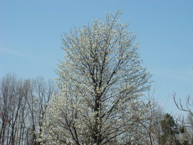 West Virginia Cherry Blossoms