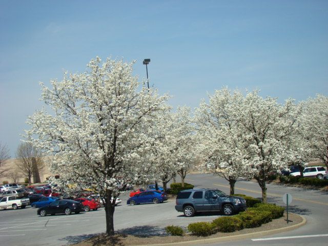 West Virginia Cherry Blossoms