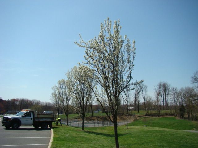 West Virginia Cherry Blossoms