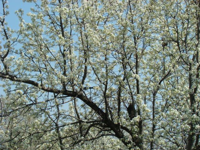 West Virginia Cherry Blossoms