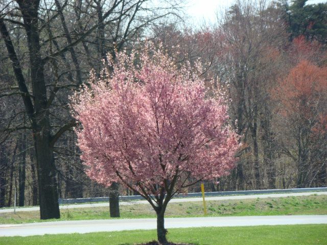 West Virginia Cherry Blossoms