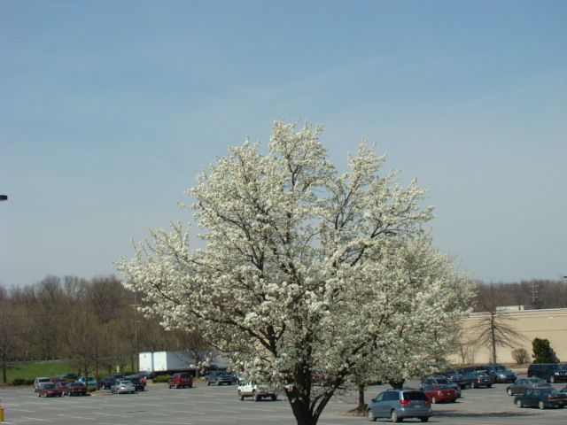 West Virginia Cherry Blossoms
