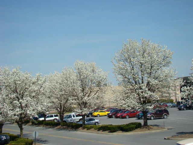 West Virginia Cherry Blossoms