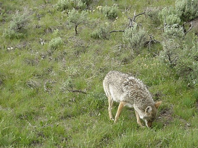 Wyoming - Yellowstone
